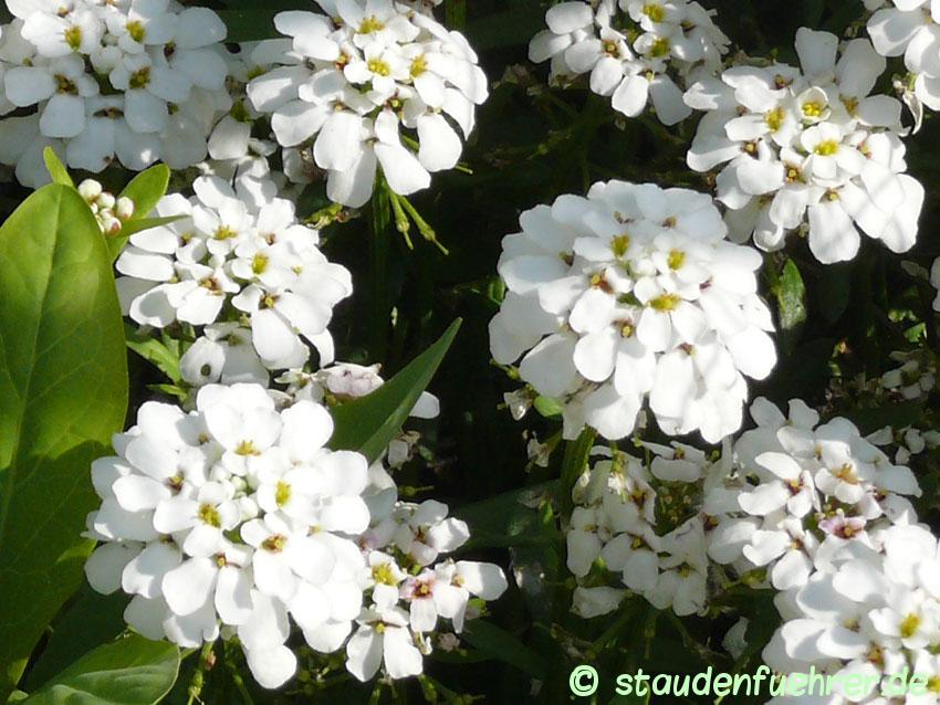 Iberis sempervirens | staudenfuehrer.de